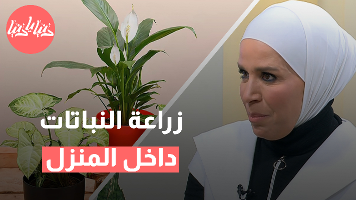 دنيا يا دنيا أسرار نجاح زراعة النباتات الداخلية كيف تُحقق النمو المزدهر في بيئة داخلية؟ فيديو